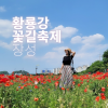 장성 황룡강 생태공원 홍길동무 꽃길 축제 기본 정보 주차 개화 상황 네이버 블로그
